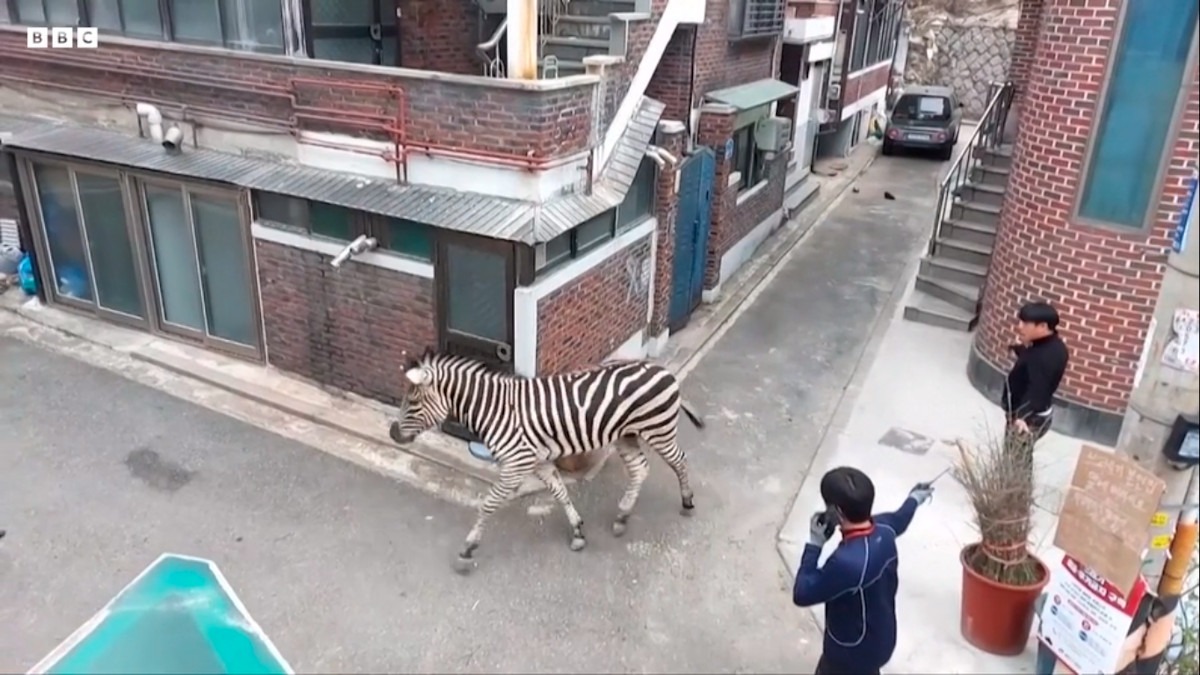 VIDEO O zebră evadată de la o grădină zoologică din Seul a hoinărit ...