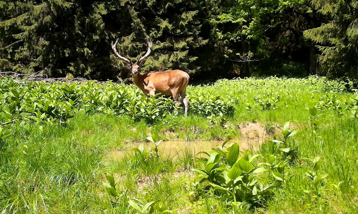 VIDEO Pauza de respirație: Un cerb frumos se relaxează într-o pădure ...