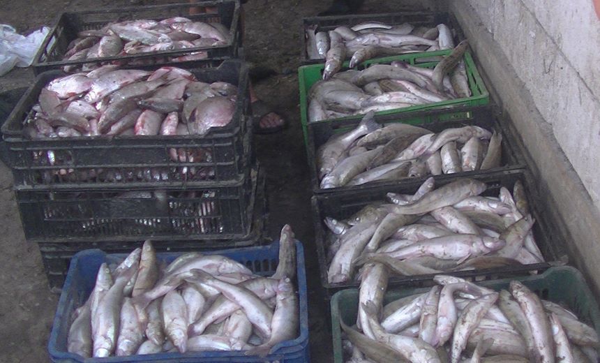 Peste 200 de kilograme de peşte şi 42 de unelte de pescuit au fost ...
