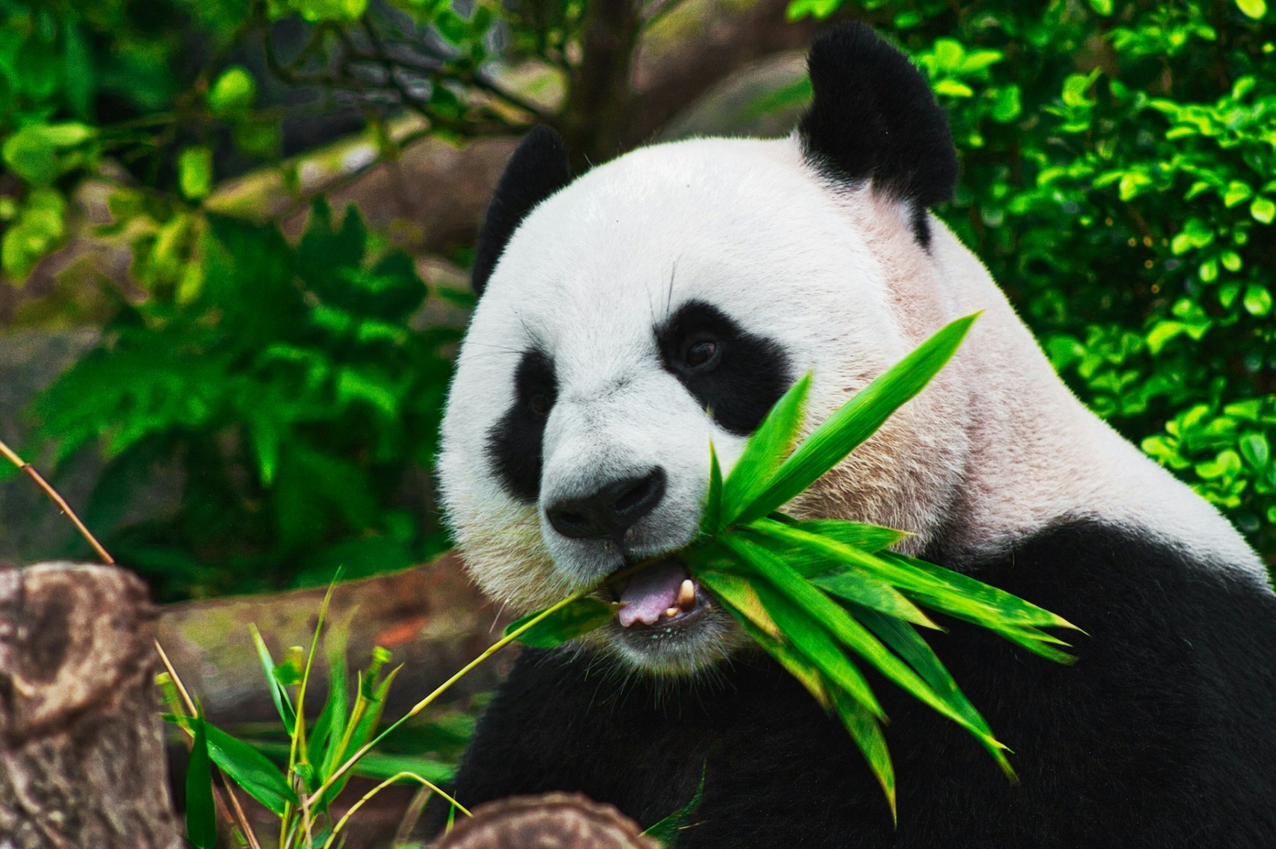 Populaţia de panda uriaşi în captivitate din China s-a dublat