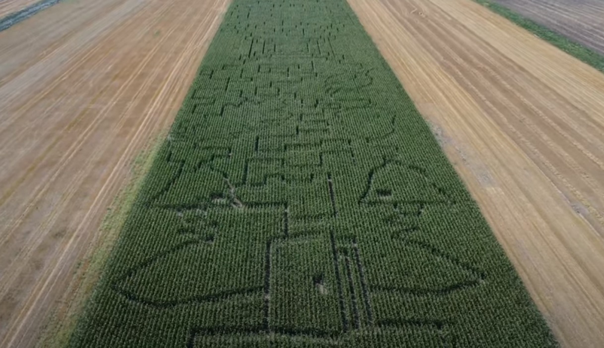 VIDEO Labirint de peste patru hectare într-un lan de porumb la ...