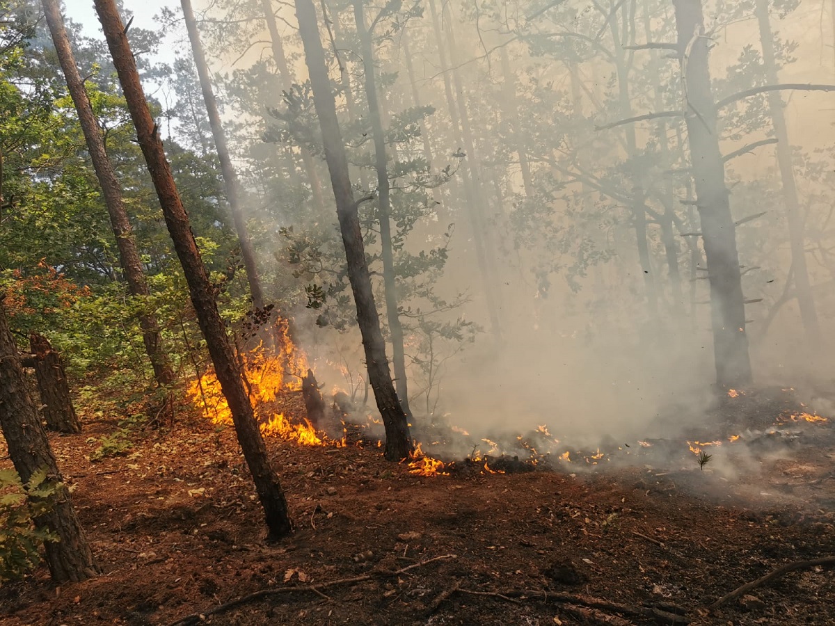 Incendiu puternic într-o pădure de pin cu vârsta de circa 120 de ani ...