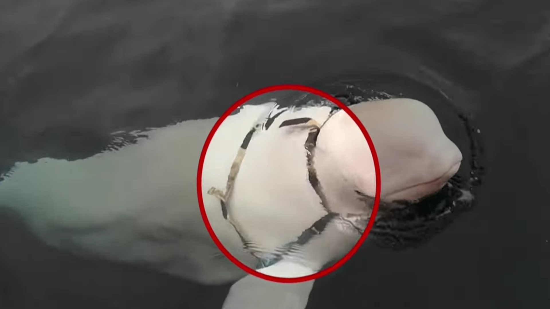 Beluga ”Hvaldimir”, suspectată că ar fi un spion rus, găsită moartă în ...