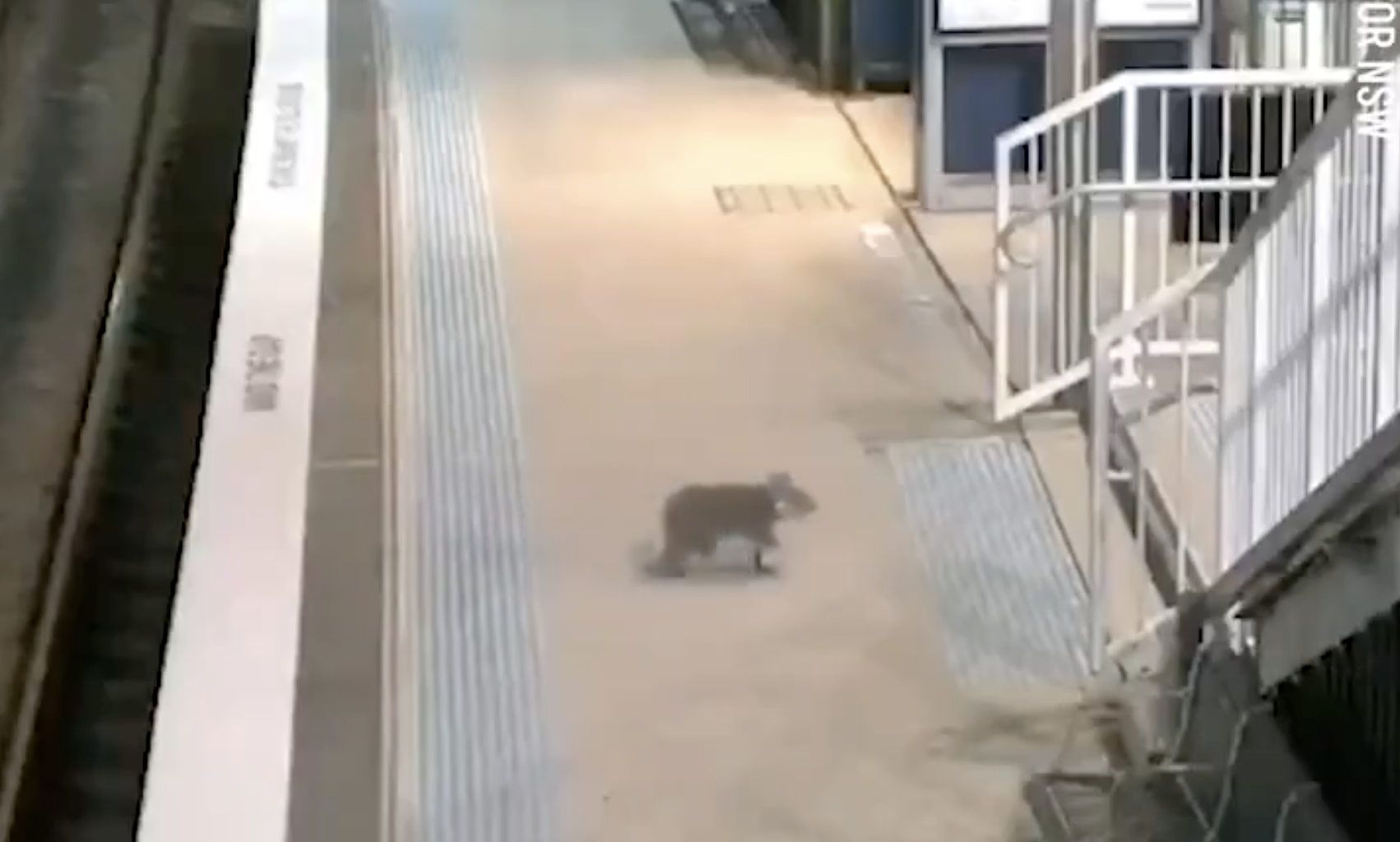 Un koala curios s-a plimbat printr-o gară australiană