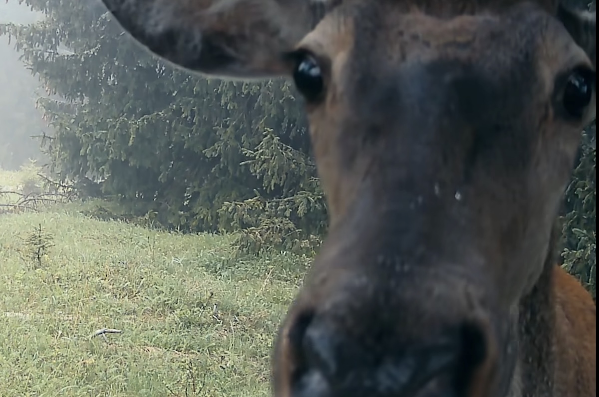 VIDEO Un cerb curios, surprins în timp ce-și face ”un selfie„ în Parcul ...