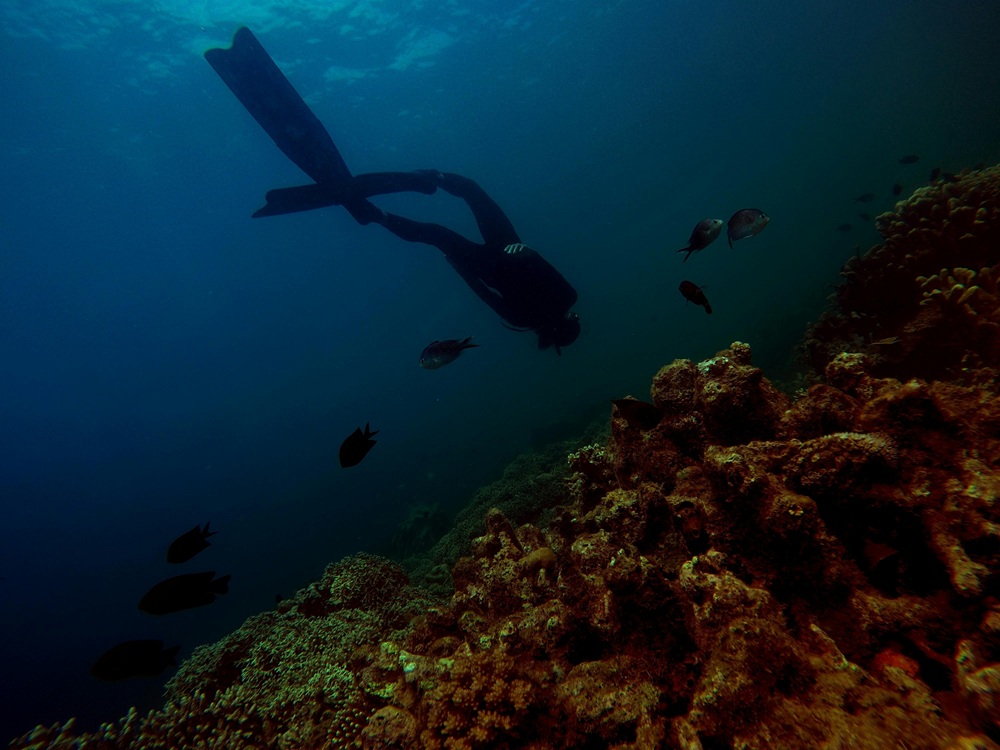 Cantităţile globale de fitoplancton scad odată cu încălzirea oceanelor ...