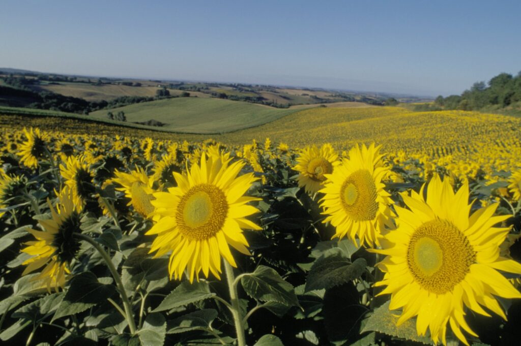 ANALIZĂ | Cum ar putea floarea-soarelui cultivată de fermierii români ...